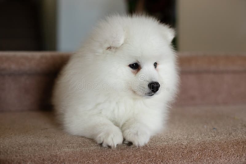 Japanese Spitz Puppy at Home Stock Photo - Image of akita, fluffy ...