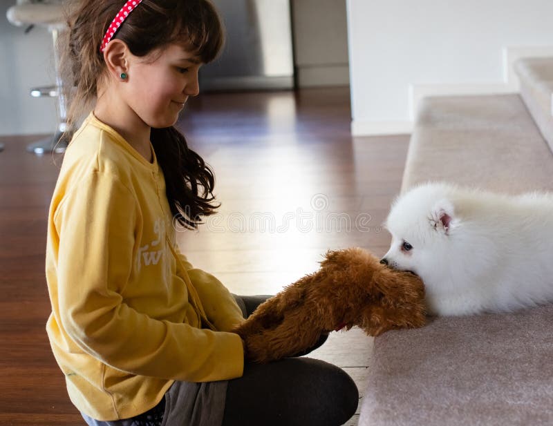 Japanese Spitz Puppy at Home Stock Photo - Image of portrait, akita ...