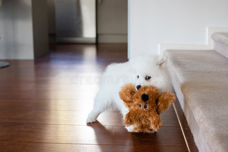 Japanese Spitz Puppy at Home Stock Photo - Image of pedigreed, little ...
