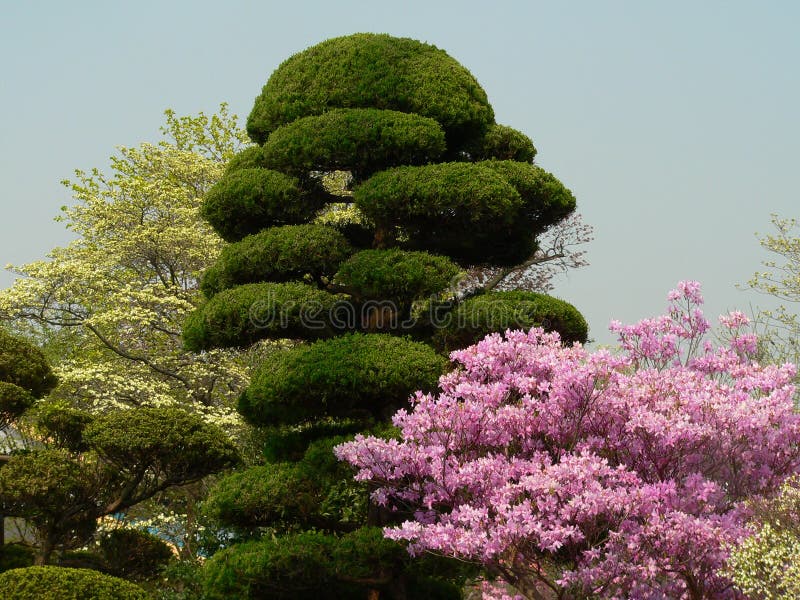 Japanese spring stock photo. Image of japan, sunshine, spring - 569046