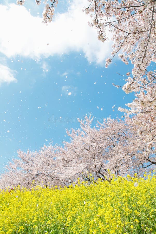 Japanese spring scenics stock photo. Image of bright - 26137626