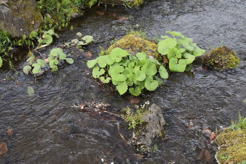 Japanese Spring Stream stock image. Image of spring, odawara - 89138183