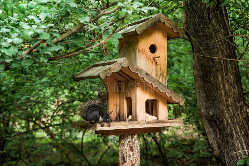 The Japanese Squirrel (Sciurus Lis) or Tree Squirrel Eating Seeds in ...