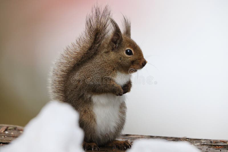 Japanese Squirrel (Sciurus Lis) in Japan Stock Image - Image of winter ...