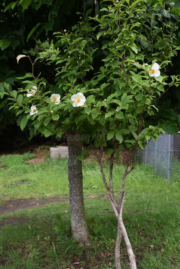 Japanese Stewartia Blossoms Stock Photo - Image of japan, closeup ...