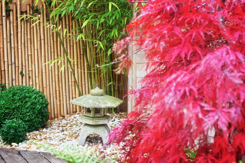 Japanese Stone Lantern and Red Maple Tree Stock Photo - Image of stone ...