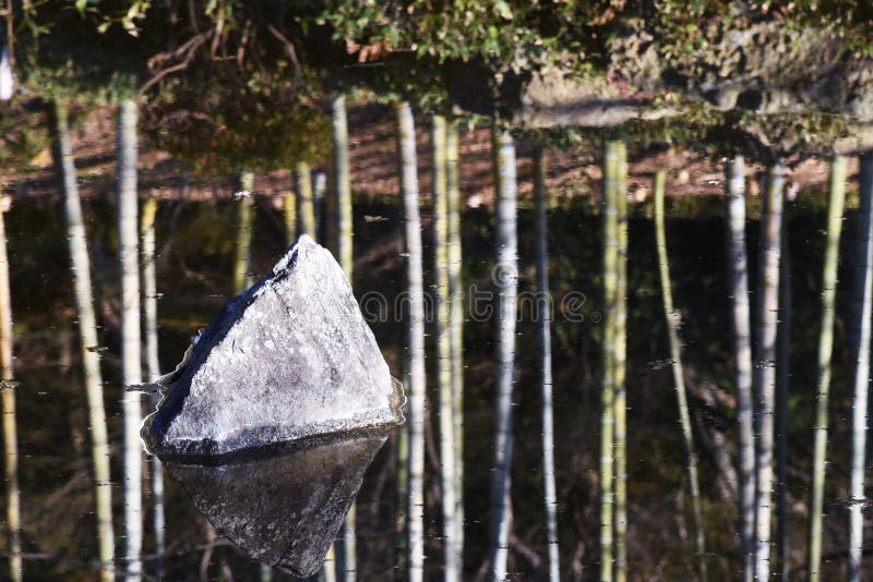 Pond water surface stock photo. Image of park, natural - 138323342