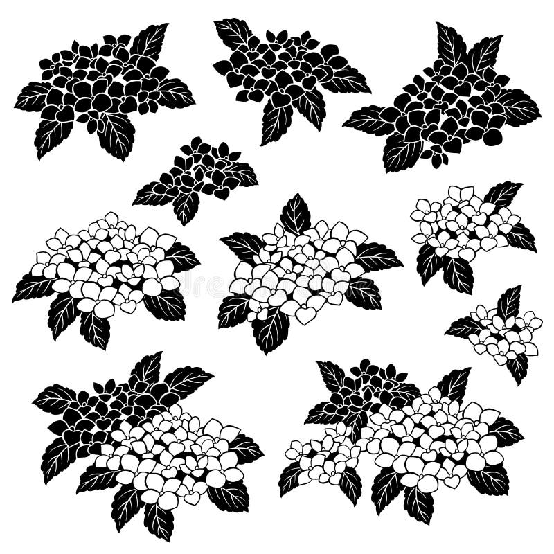 Japanese style hydrangea, stock vector. Illustration of natural - 125395409