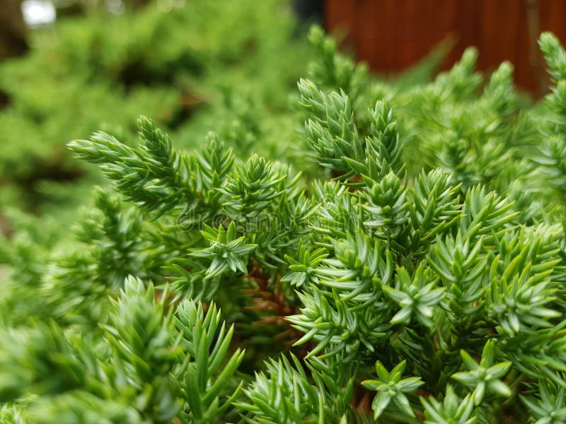 Japanese styled hedge stock image. Image of field, depth - 190175261