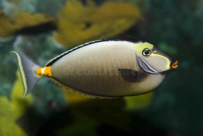 Japanese tang stock image. Image of nature, ocean, animals - 7374815