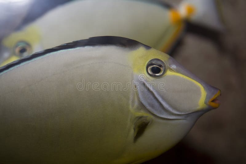 Japanese tang s face stock photo. Image of reef, tank - 7387554