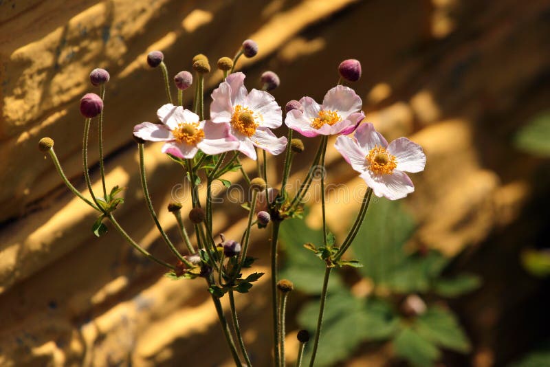 Japanese Thimbleweed Anemone Hupehensis in a Garden Stock Image - Image ...