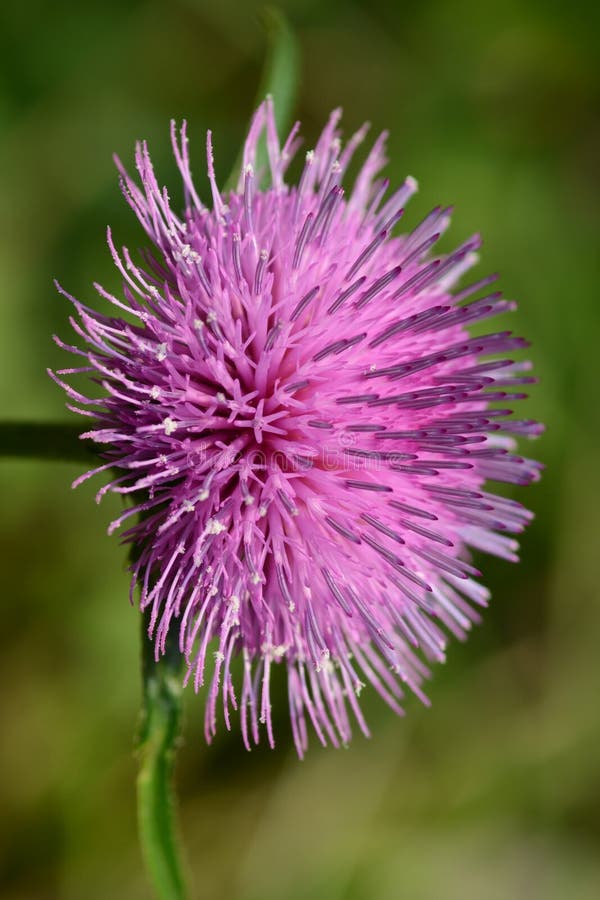 Japanese thistle flowers stock photo. Image of nature - 116982330