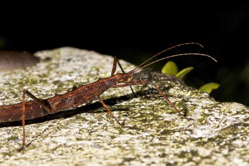 Japanese Thorn Stick Insect Stock Image - Image of garden, mating: 20710319