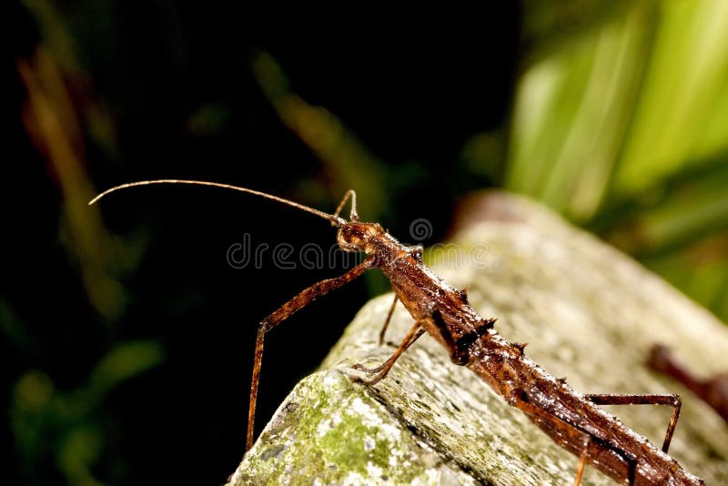Japanese Thorn Stick Insect Stock Image - Image of hide, invertebrate ...