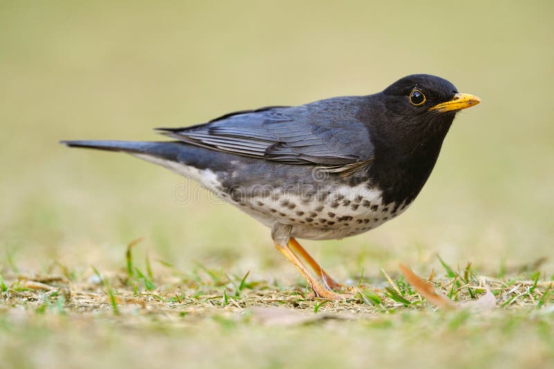 Japanese Thrush stock image. Image of clear, flank, wood - 20148615