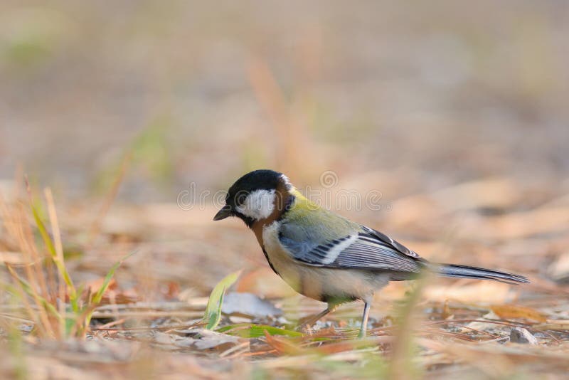 Japanese Tit , Beautiful Bird Finding Some Food on Ground Stock Image ...