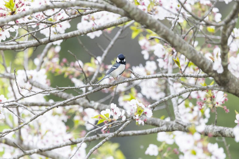 Japanese Tit on a Branch of Cherry Tree Stock Image - Image of blossom ...