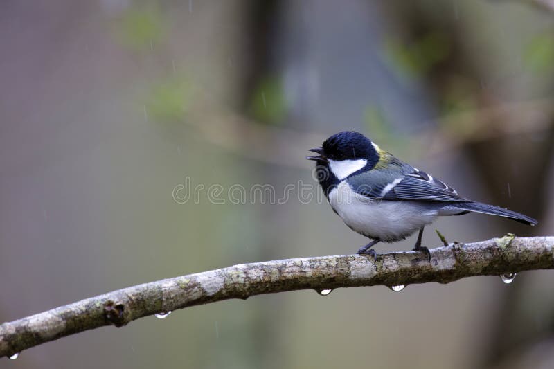 Japanese Tit on the Branch of Tree Stock Image - Image of tree ...