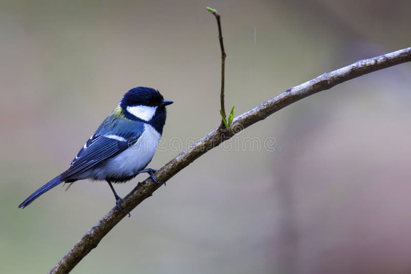 Japanese Tit on the Branch of Tree Stock Photo - Image of branch, tree ...