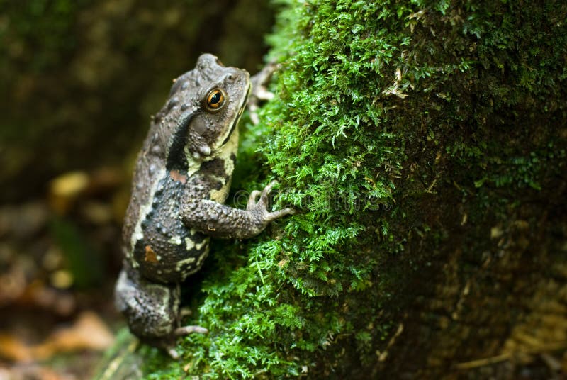 Japanese Toad on Tree Trunk Stock Image - Image of frog, japan: 13652769