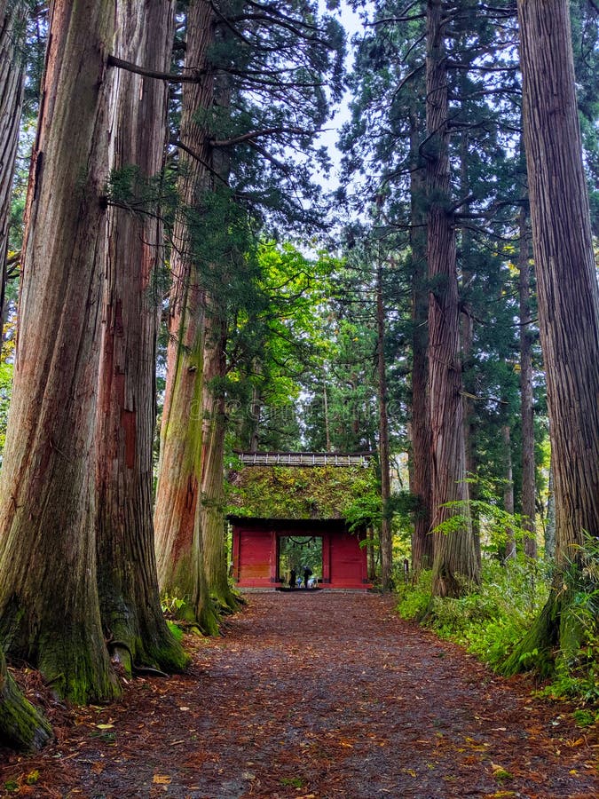 Japanese Forest Temple stock photo. Image of tree, moss - 204140904