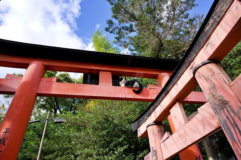 Japanese Torii Gate with Cat Stock Image - Image of japanese, belief ...