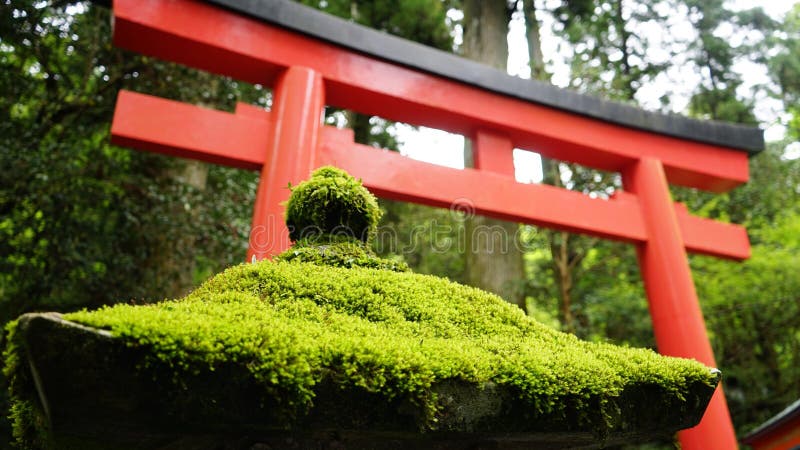 Japanese Torri gate stock photo. Image of grass, woodland - 300622570