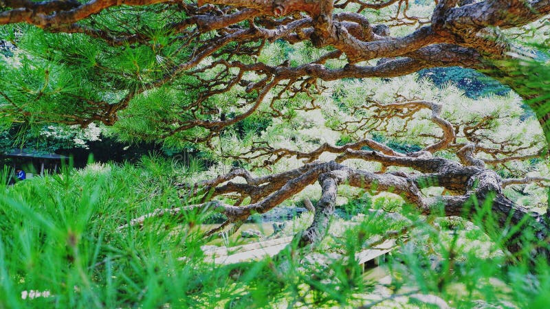 Japanese Tree Called Matsu. Stock Image - Image of flower, matsu: 204297259