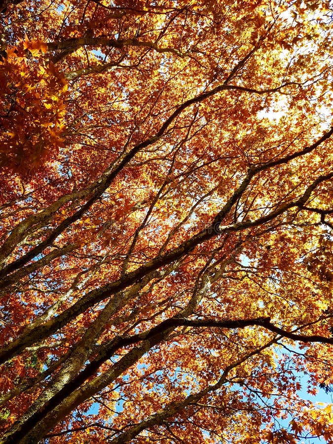 Orange Japanese tree stock image. Image of exbury, tree - 118095297