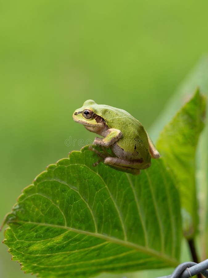 Delicate Balance: a Small Green Tree Frog Perched on the Edge of a Leaf ...