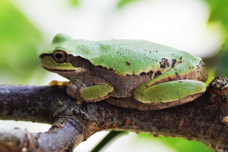 Japanese tree frog stock image. Image of natural, hibernation - 113694205