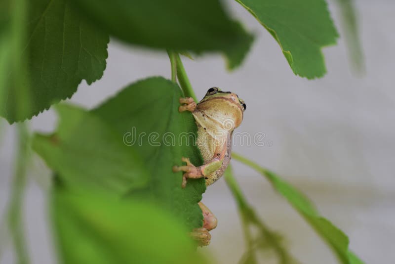 Japanese Wax Tree (Toxicodendron Succedaneum) Fruits. Stock Image ...