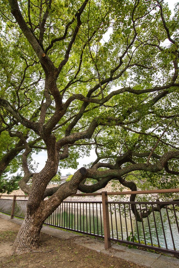 Japanese tree stock photo. Image of asian, oregon, foliage - 54919564
