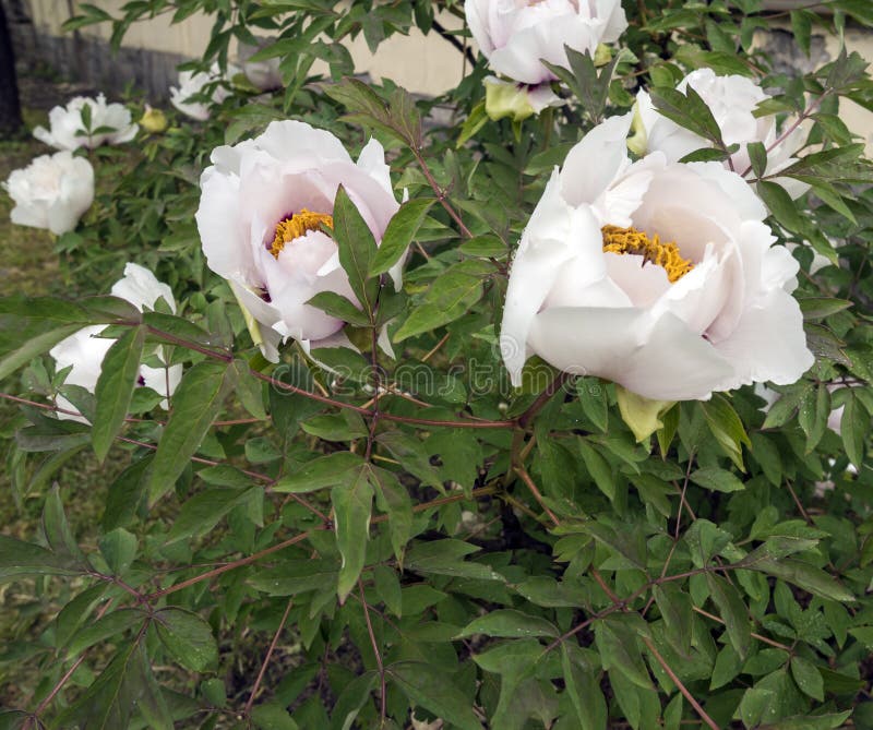 Japanese tree peony bloom stock photo. Image of green - 73828506