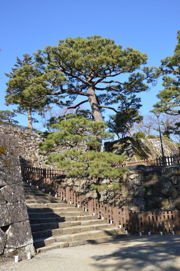 Japanese tree and steps stock photo. Image of trunk, large - 48510574