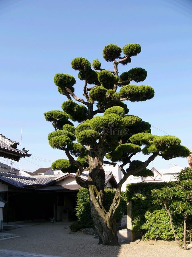 Japanese Tree on the Temple Backyard Stock Photo - Image of leaf, green ...