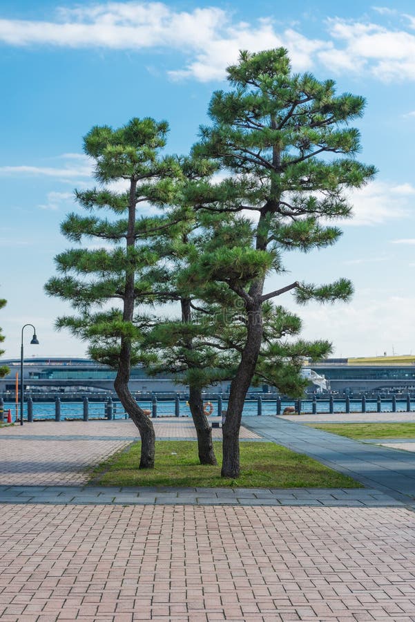 Japanese Tree in the Yokohama Park Stock Image - Image of green, wooden ...