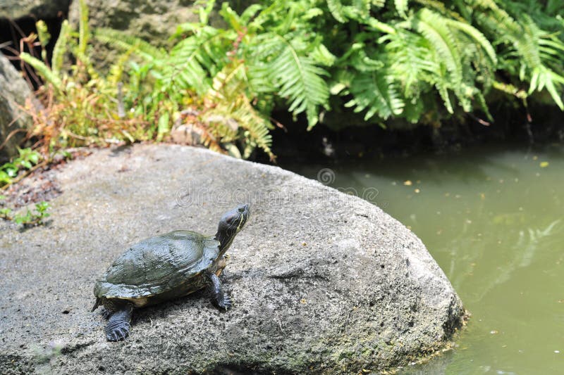 Japanese Turtle stock photo. Image of leaf, sand, green - 14409736