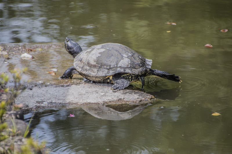 Japanese Turtle at a Pond stock image. Image of alone - 121723379