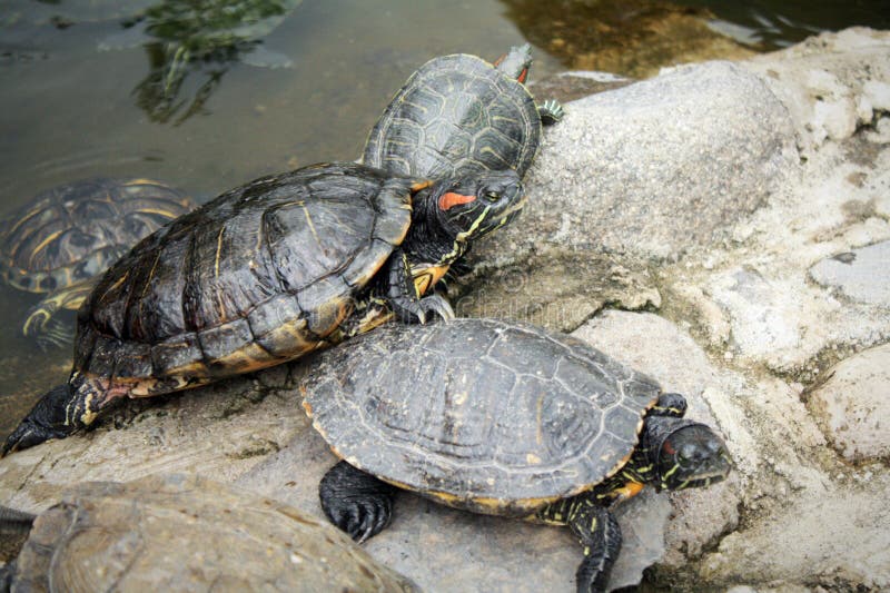 Japanese small turtles stock photo. Image of small, green - 58102286