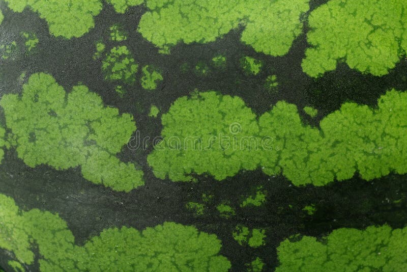 3d Green Lime Skin Texture Background Stock Image - Image of material ...