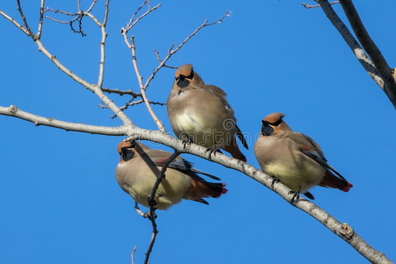 Japanese Waxwing on a Branch of Tree Stock Image - Image of japanese ...