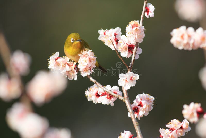 137 Japanese Finch Stock Photos - Free & Royalty-Free Stock Photos from ...