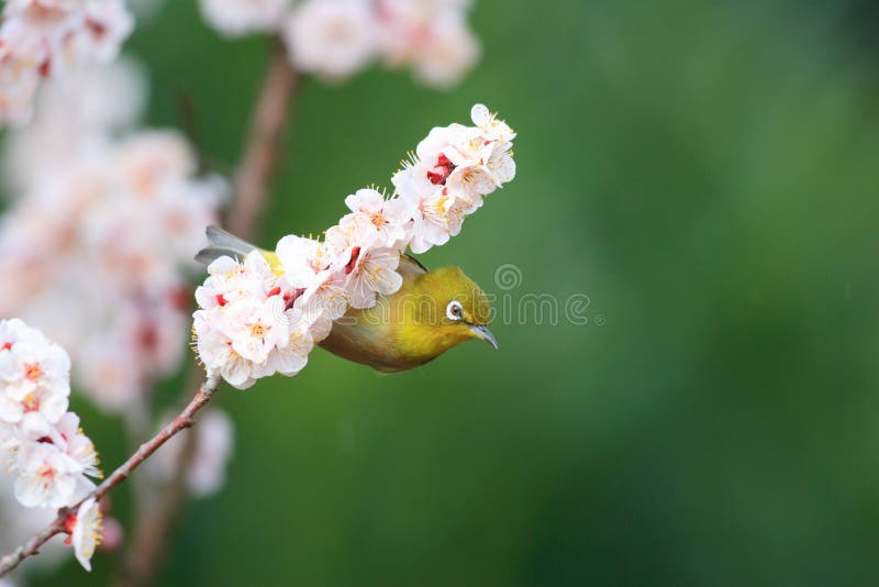 137 Japanese Finch Stock Photos - Free & Royalty-Free Stock Photos from ...