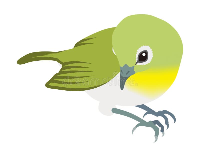 Eye Zosterops Stock Illustrations – 7 Eye Zosterops Stock Illustrations ...