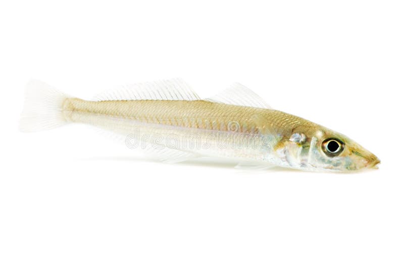 Japanese Whiting-Sillago Japonica Stock Image - Image of sillago, water ...