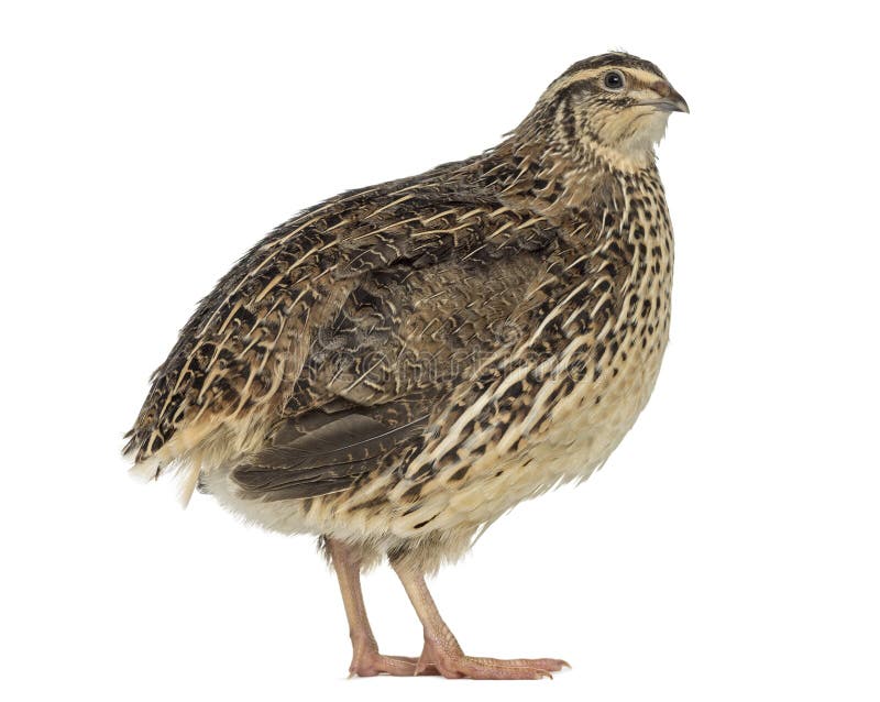 Japanese Wild Quail Isolated on White Stock Image - Image of farm, bird ...