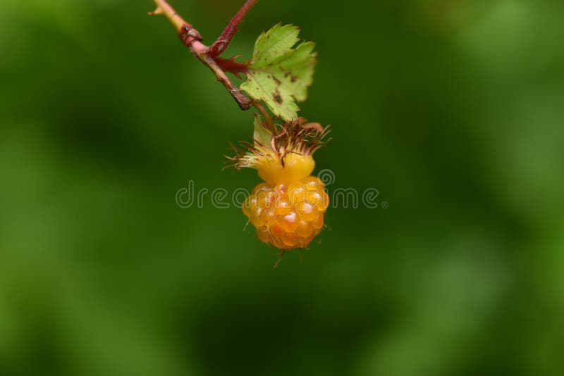 Japanese wild raspberry. stock image. Image of leaf - 218798359
