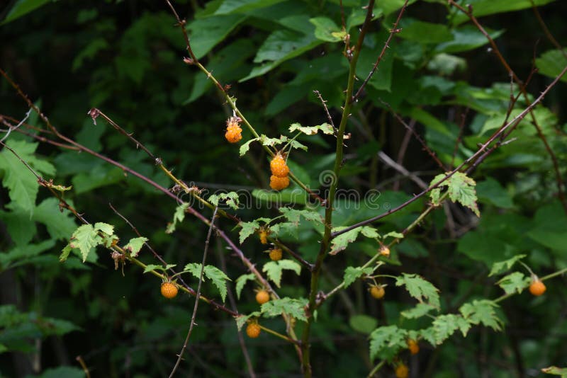 Japanese wild raspberry. stock image. Image of healthy - 218798345